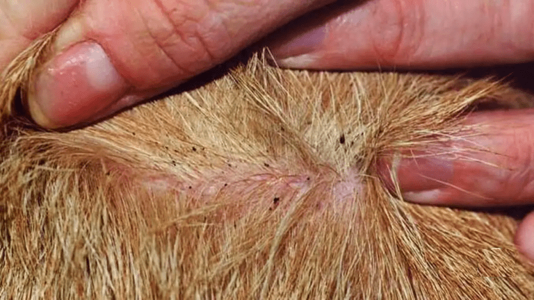 Les 3 meilleures solutions naturelles pour repousser ou éliminer les ...