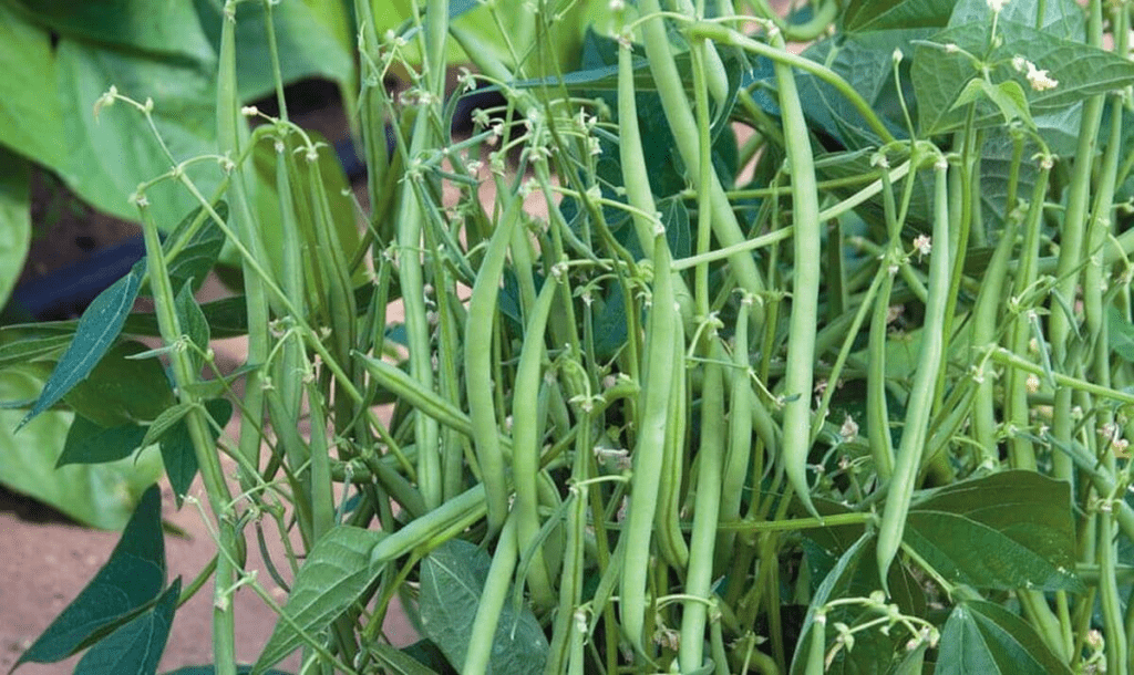 6 conseils incontournables pour cultiver des haricots verts dans son jardin