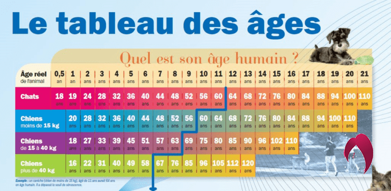 Comment calculer l'âge de mon chat ou mon chien en âge humain
