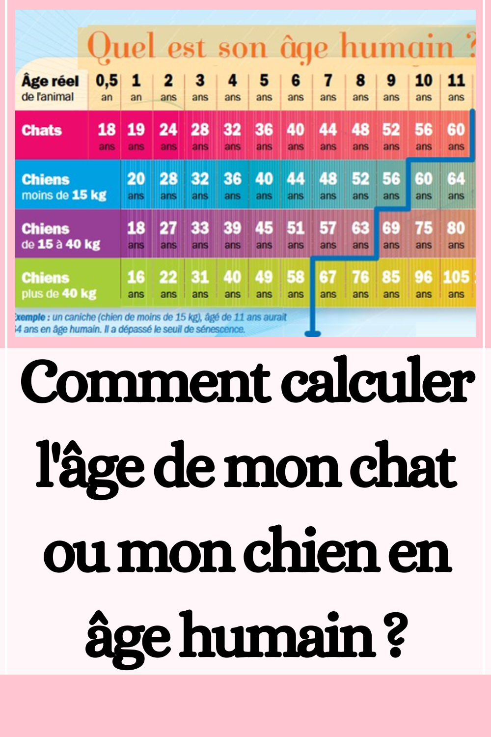 Comment calculer l'âge de mon chat ou mon chien en âge humain