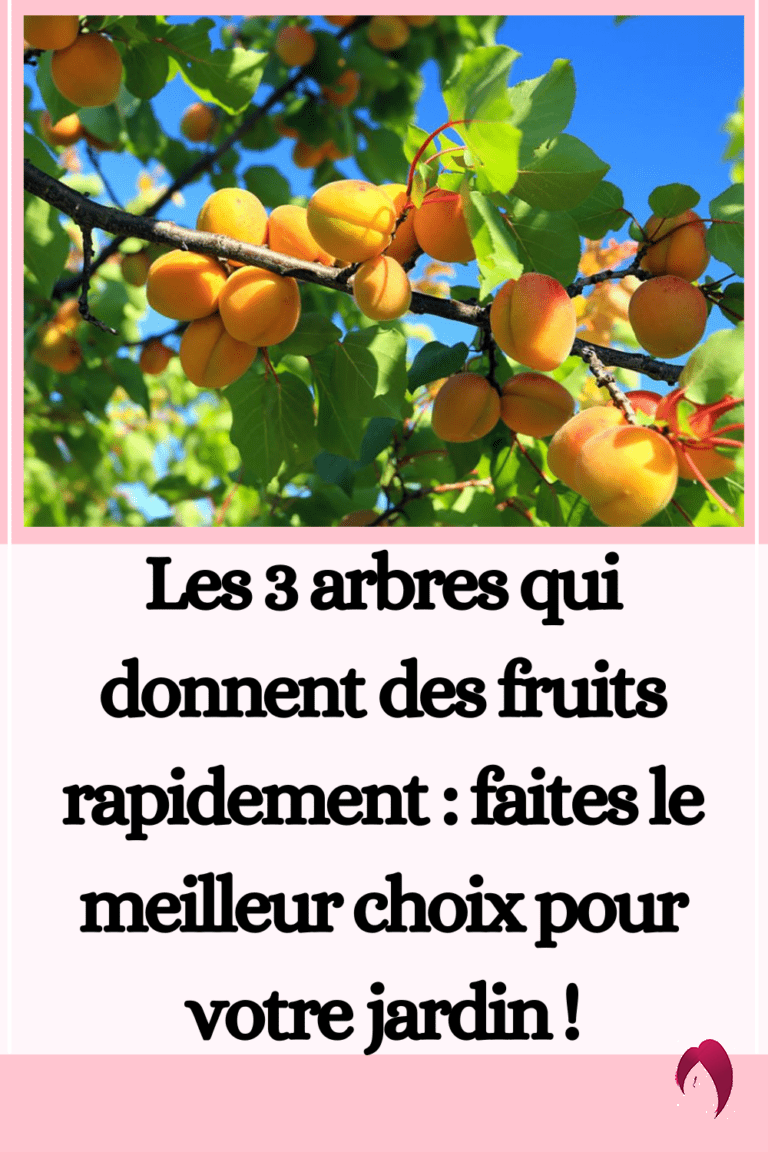 Les 3 arbres qui donnent des fruits rapidement : faites le meilleur ...