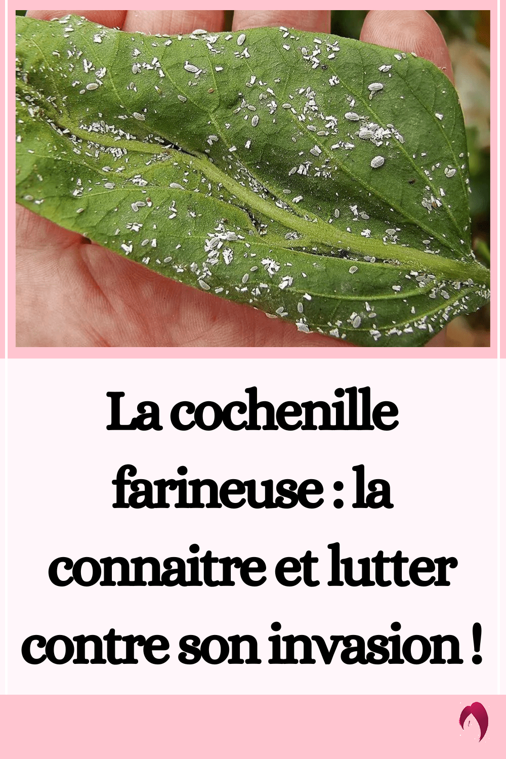 La cochenille farineuse : la connaitre et lutter contre son invasion