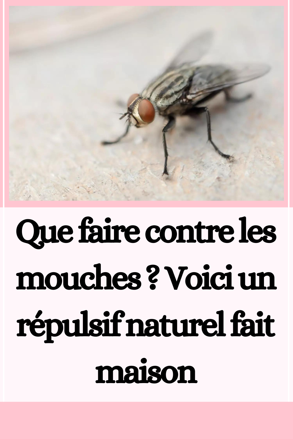 Que faire contre les mouches ? Voici un répulsif naturel fait maison