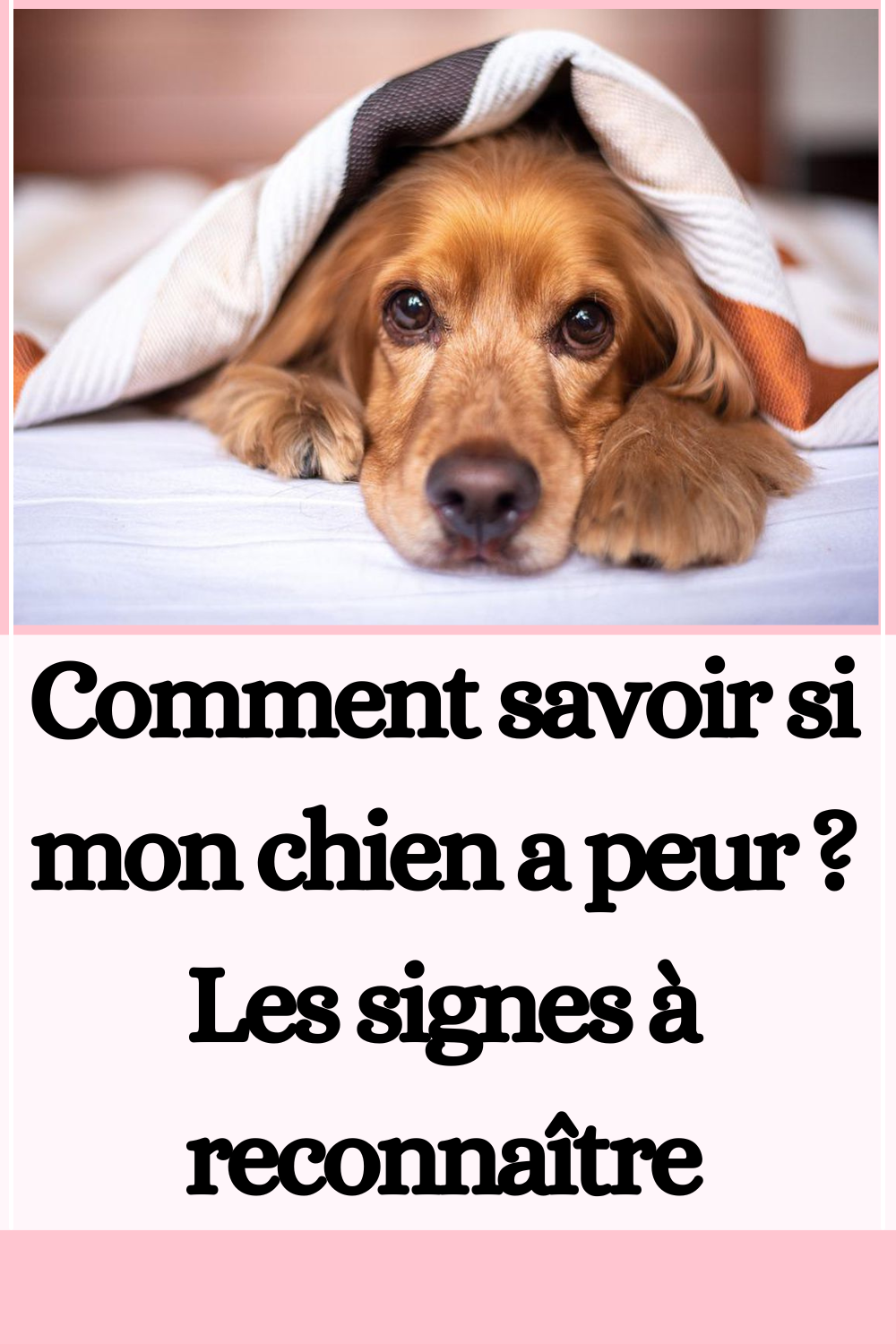 Comment savoir si mon chien a peur ? Les signes à reconnaître