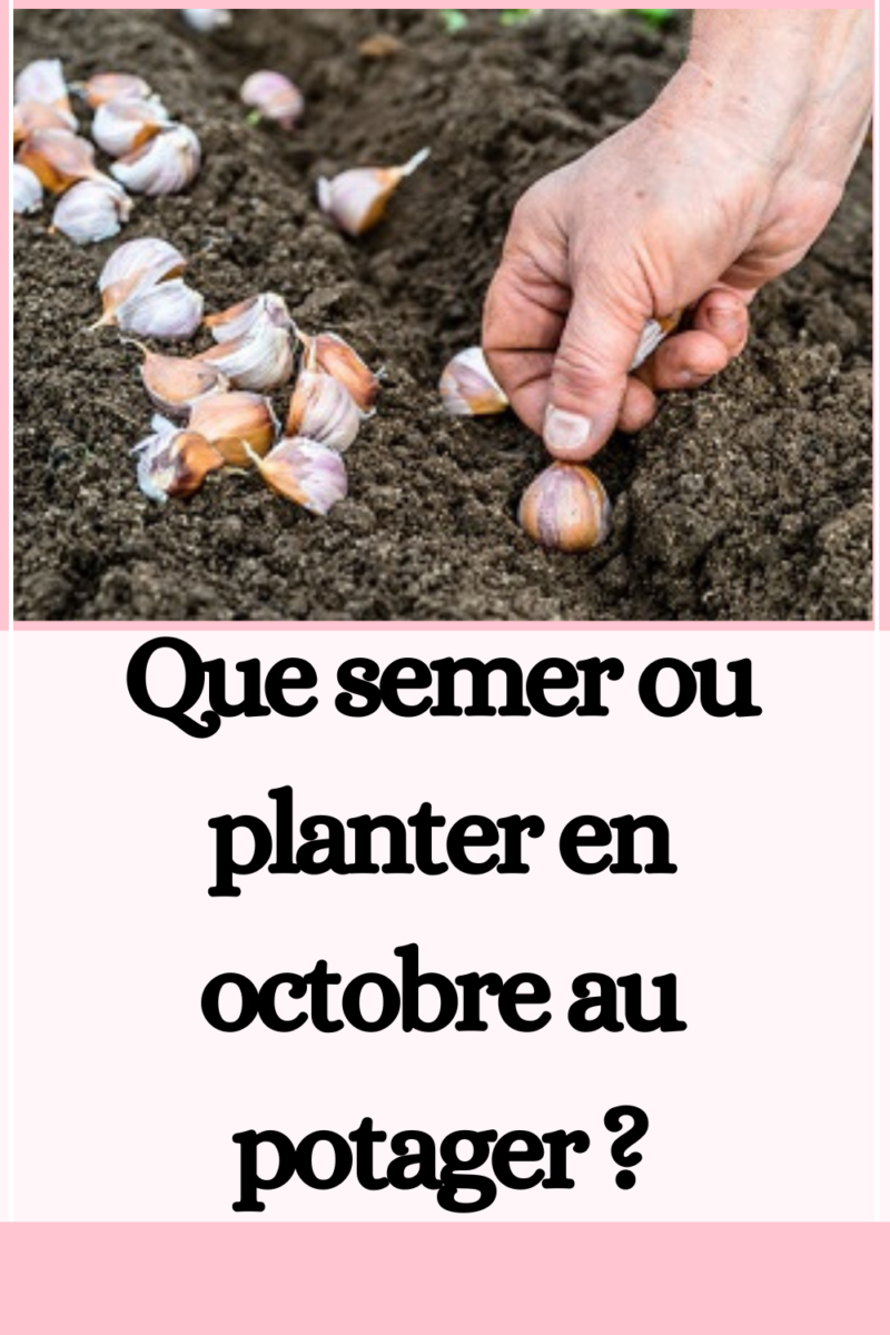 Que semer ou planter en octobre au potager