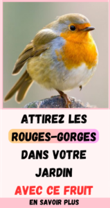 Rouges-gorges : offrez-leur ce fruit et votre jardin va devenir leur ...