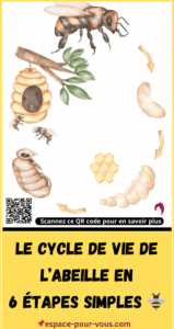 Le Cycle de Vie de l’Abeille en 6 Étapes Simples 🐝