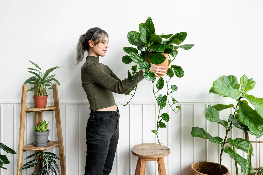 Comment choisir la plante idéale pour chaque recoin de ta maison 🌸